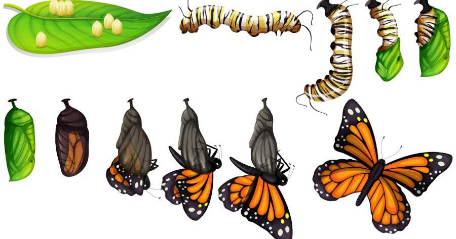 Підсумкова робота по темі Характерні риси тварин Біологія